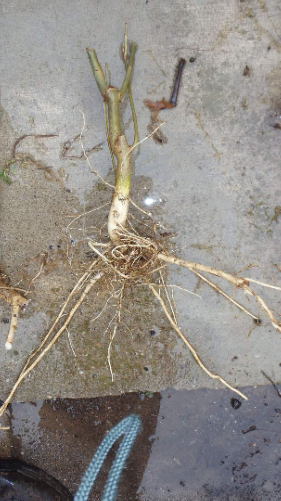 White Ash Tree Stubby Bonsai 2-3 Year Old Sent Bareroot - Etsy