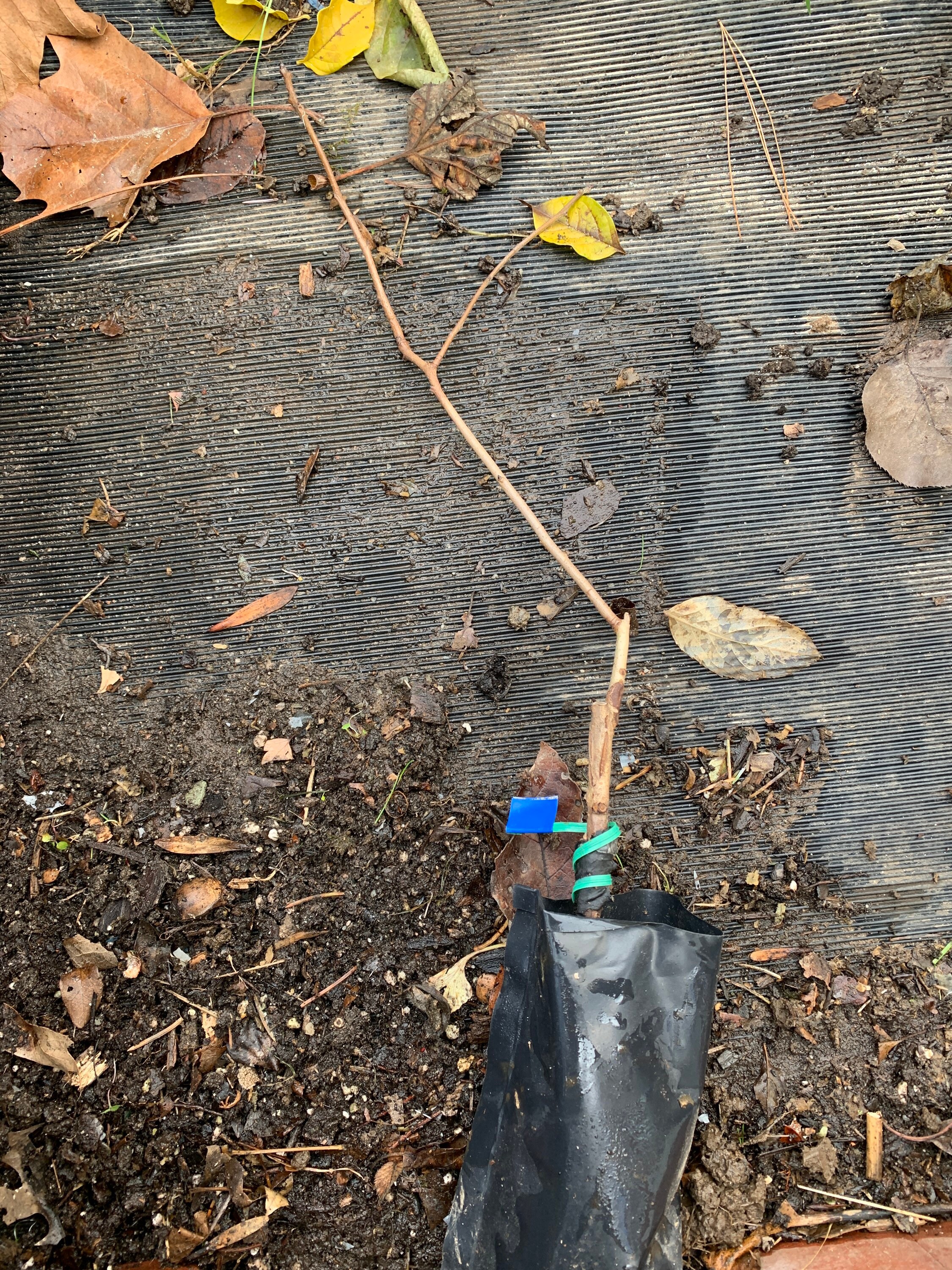 Persimmon ‘meader’ (diospyros Virginiana) 1 Year Old Grafted Plant - Etsy