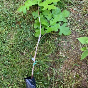 Hybrid Swamp X Bur Oak Quercus X Schuettei, Grafted 2 Year Old Tree - Etsy