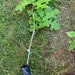 Hybrid Swamp X Bur Oak Quercus X Schuettei, Grafted 2 Year Old Tree - Etsy
