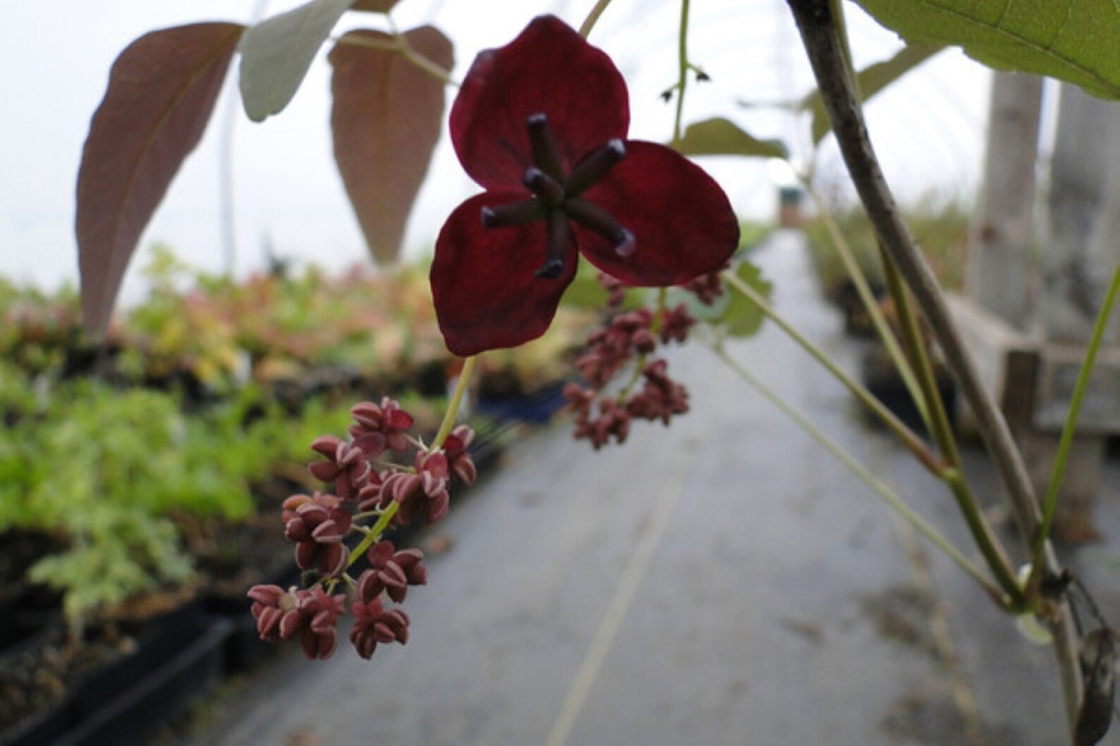 6 Scion Cuttings of Akebia Quinata (aka Chocolate Vine) - Etsy