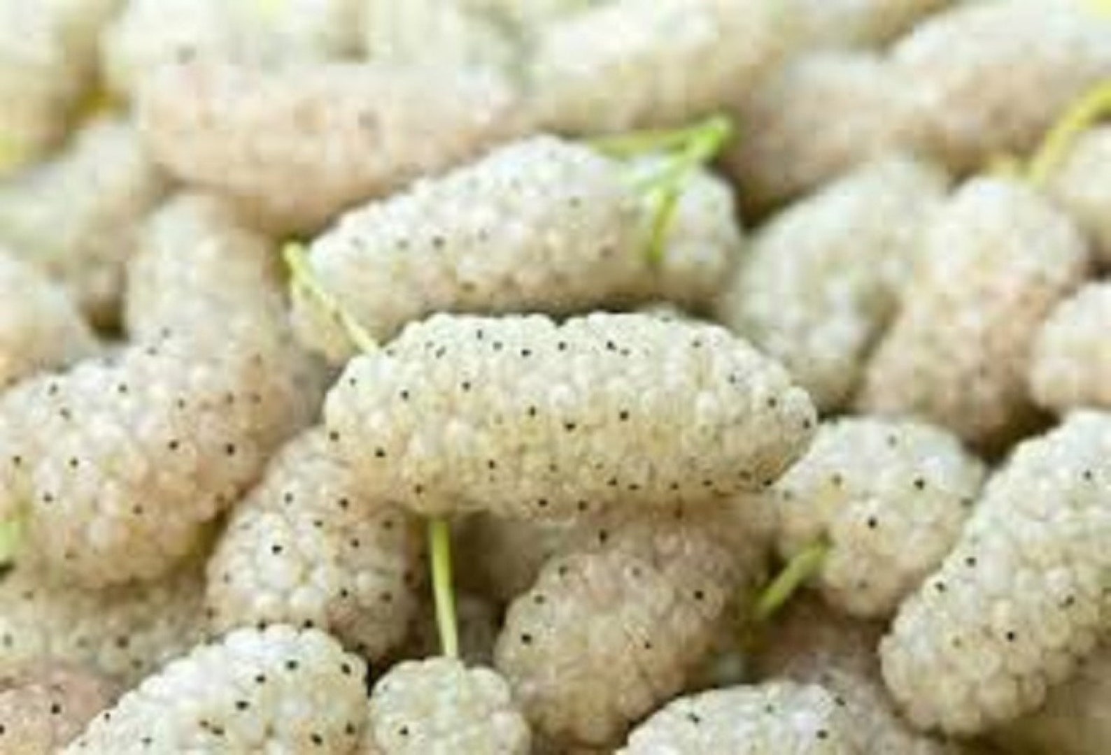 1-2 Year Old White Mulberry morus Alba Plant Russian - Etsy