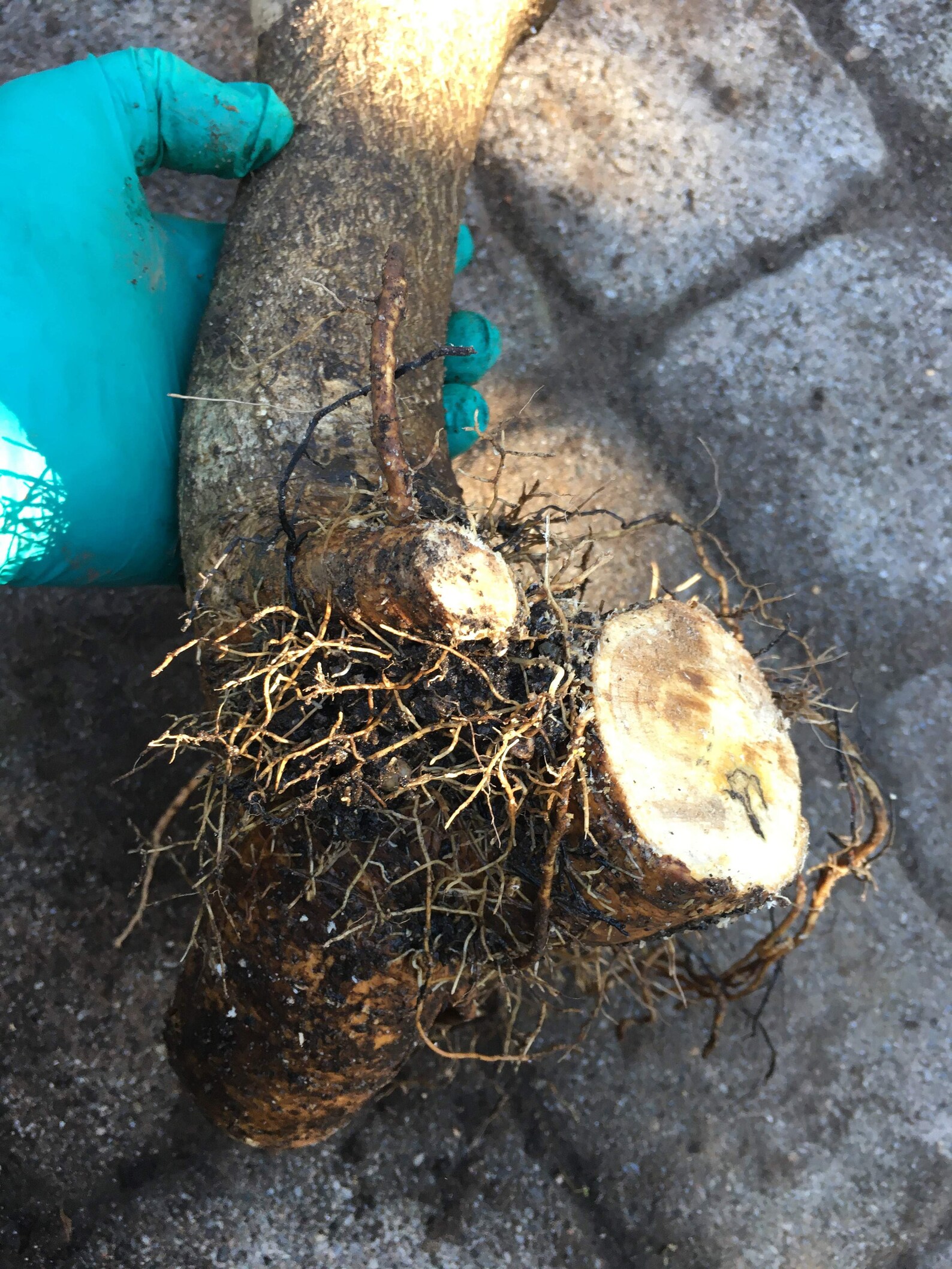 Tree of heaven 3-4 year old stubby root base for bonsai | Etsy