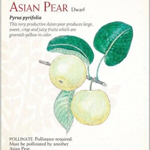 Shin Li Asian Hybrid Pear Tree, Grafted Plant 1 Year Old 4-6 Inches ...