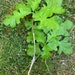 Hybrid Swamp X Bur Oak Quercus X Schuettei, Grafted 2 Year Old Tree - Etsy