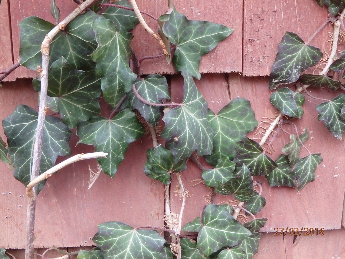 6 cuttings of Hedera helix Baltic Ivy or Baltica rare | Etsy