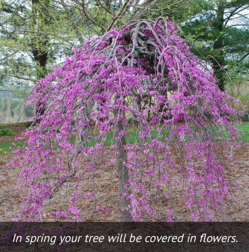 Lavender Twist Weeping Redbud Tree 4-5 Ft Tall Potted Plant - Etsy