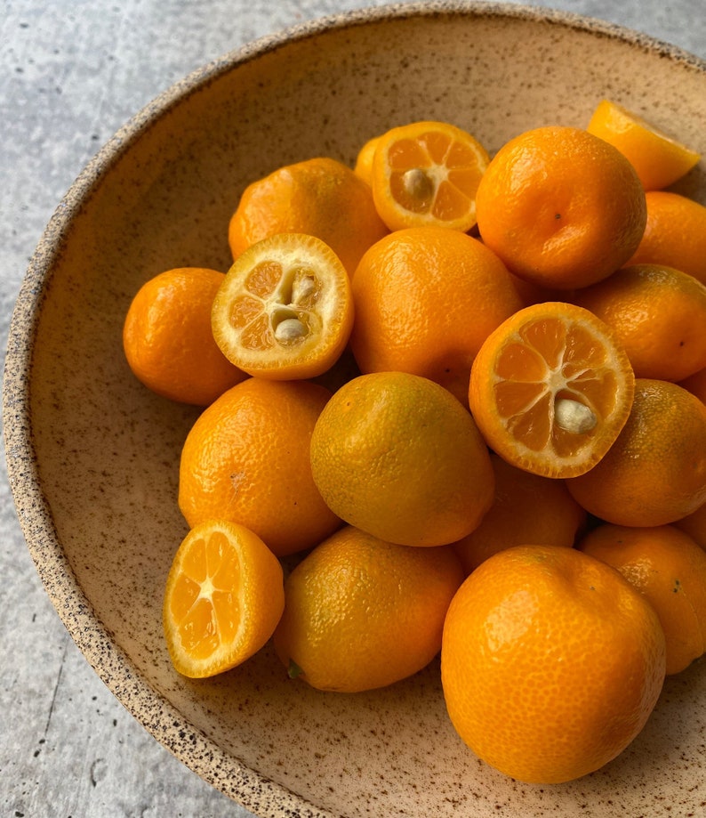 Fukushu Kumquat 1-2 Feet Tall Grafted No Ship Az Ca Fl - Etsy