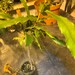 Macadamia Nut Tropical Plant/rooted Cutting, Shipped in Container With ...