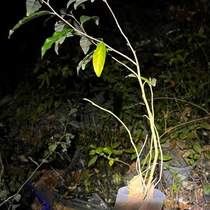 Ruby Autumn Olive 12-16 Inches Rooted Plant 1 Year Old - Etsy