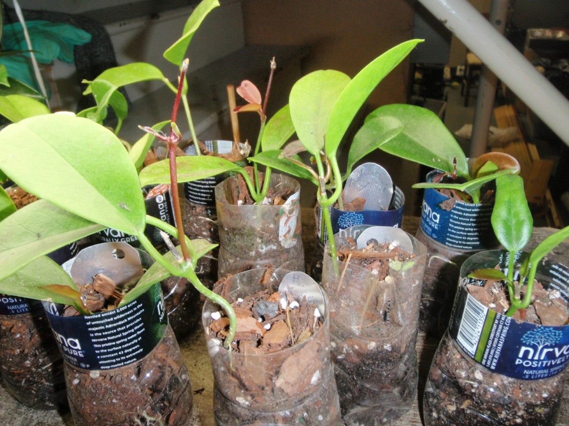 Hoya Keysii (hoya Australis) 1yo Plant With 5-6 Leaves Well Rooted ...