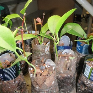 Hoya Keysii (hoya Australis) 1yo Plant With 5-6 Leaves Well Rooted ...