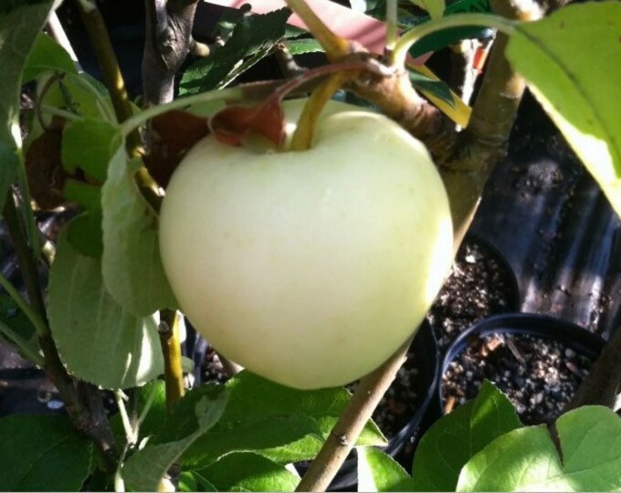 Pluerry Sweet Treat and Candy Heart Scion Cutting for - Etsy