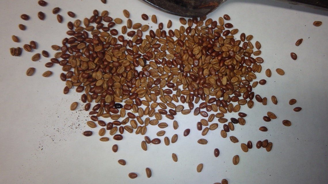 200 Seeds of Bittersweet Vine (celastrus Scandens) - Etsy