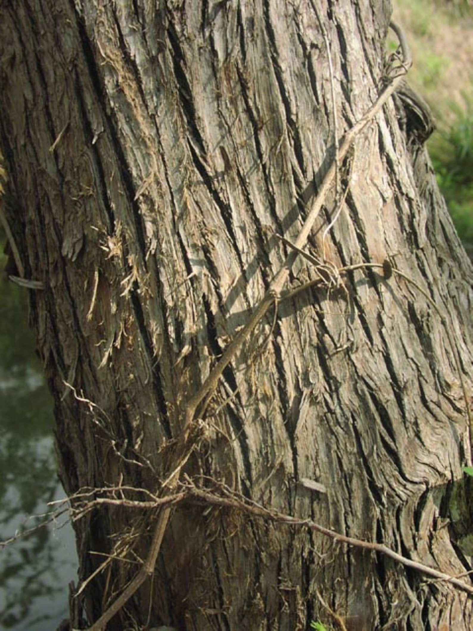 7 Bald Cypress (taxodium Distichum) 1-2 Year Old, Well Rooted - Etsy