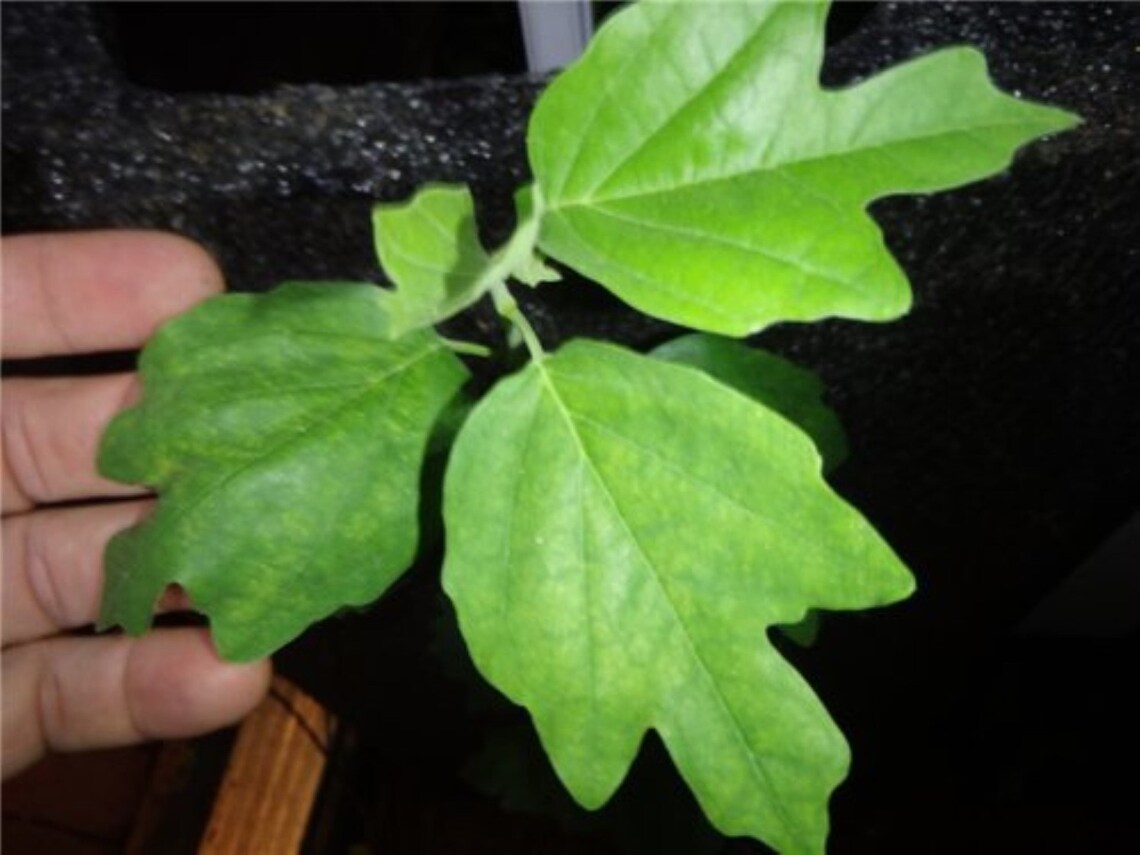 Wild Male Che Tree 1-2 Year Old Plant Cudrania Tricuspidata | Etsy