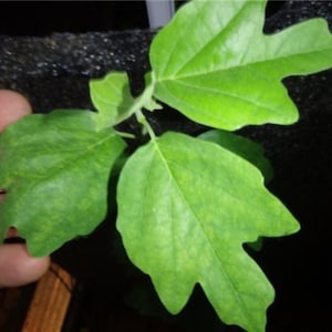 Wild Male Che Tree 1-2 Year Old Plant, Cudrania Tricuspidata - Etsy