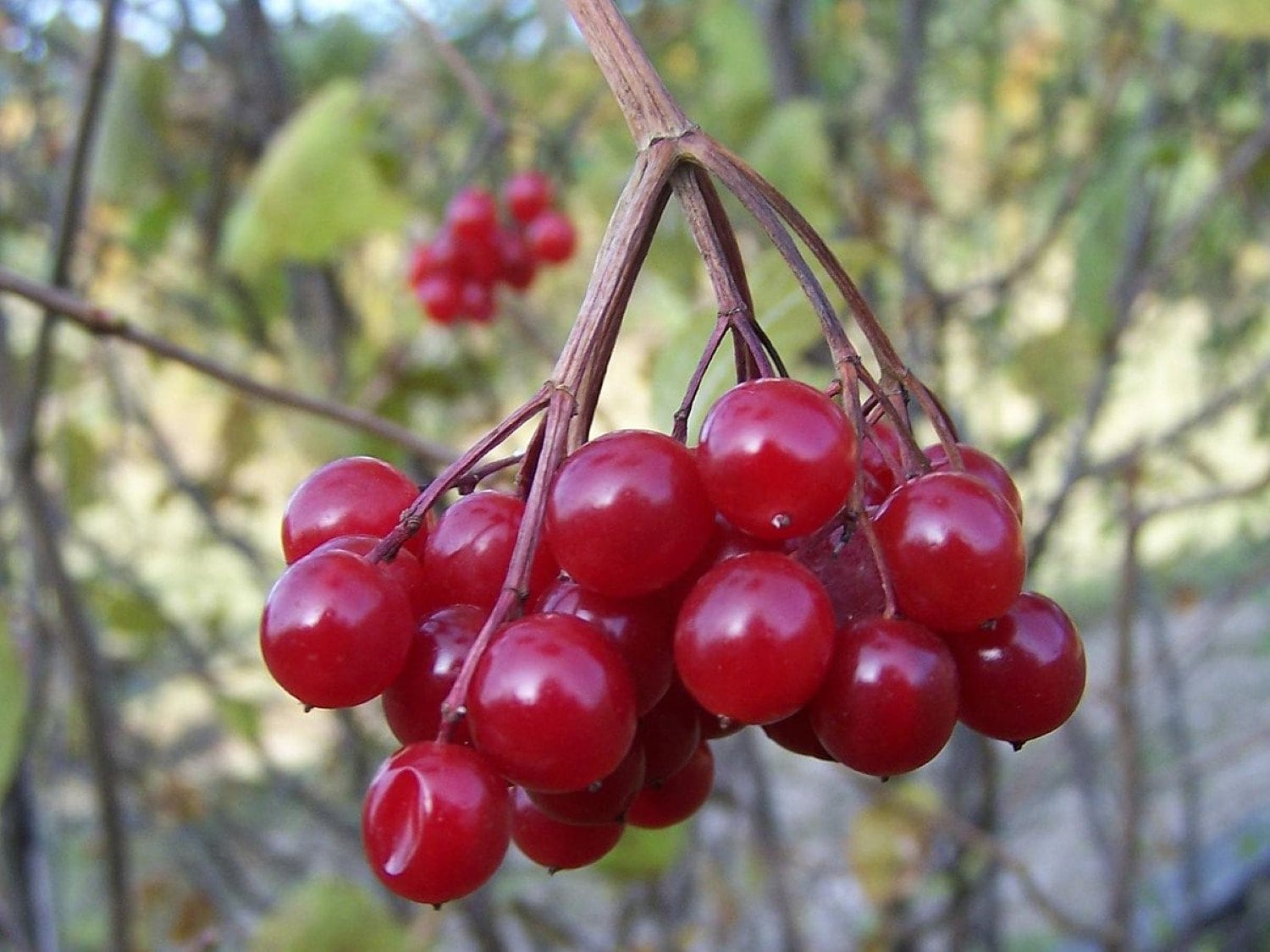 Highbush Cranberry Leaf