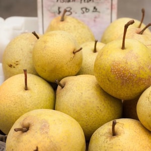 Shin Li Asian Hybrid Pear Tree, Grafted Plant 1 Year Old 4-6 Inches ...