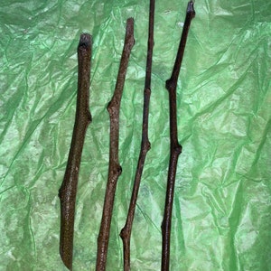 8 Cuttings of Che Seedless Fruit Tree, Dormant, No Roots, No Leaves - Etsy