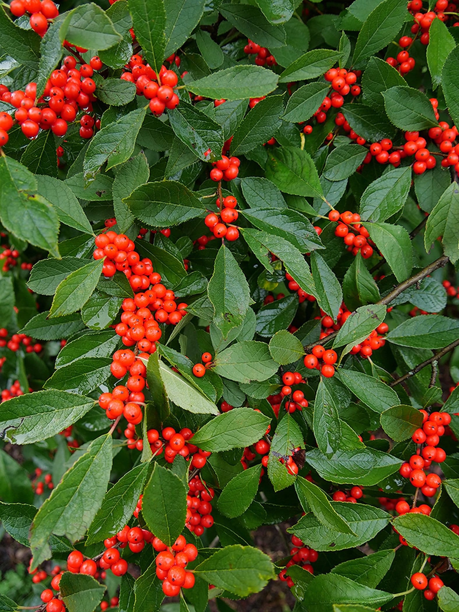 12-18" Tall American Winterberry, Coralberry (ilex Verticillata), 2 ...