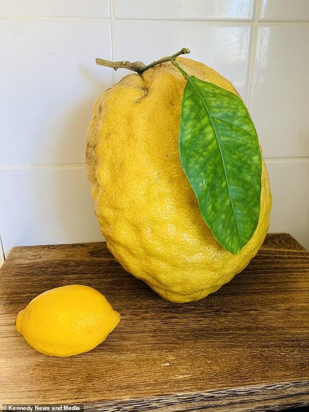 9 Pound Lemon , 3 Fresh Cuttings 6”, Scion for Grafting Citrus Budwood - Etsy