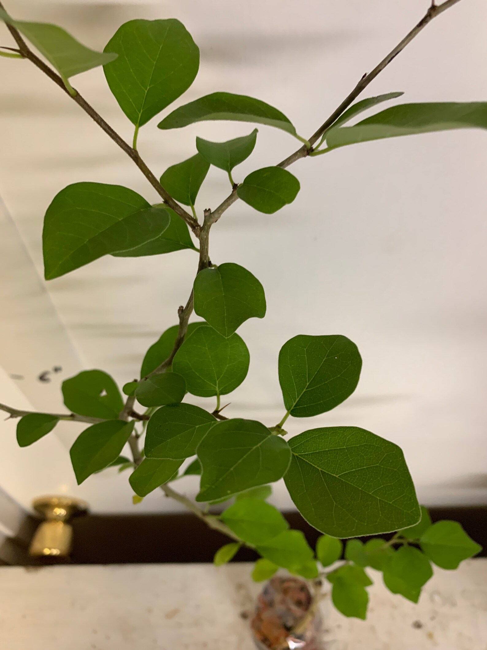 Wild Male Che Tree 1-2 Year Old Plant, Cudrania Tricuspidata - Etsy