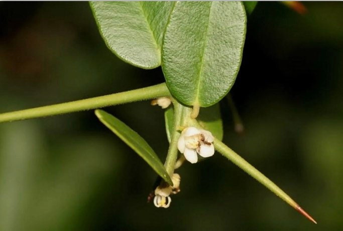 Severinia Buxifolia rutacea Family Plant Rooted Plant 1 - Etsy