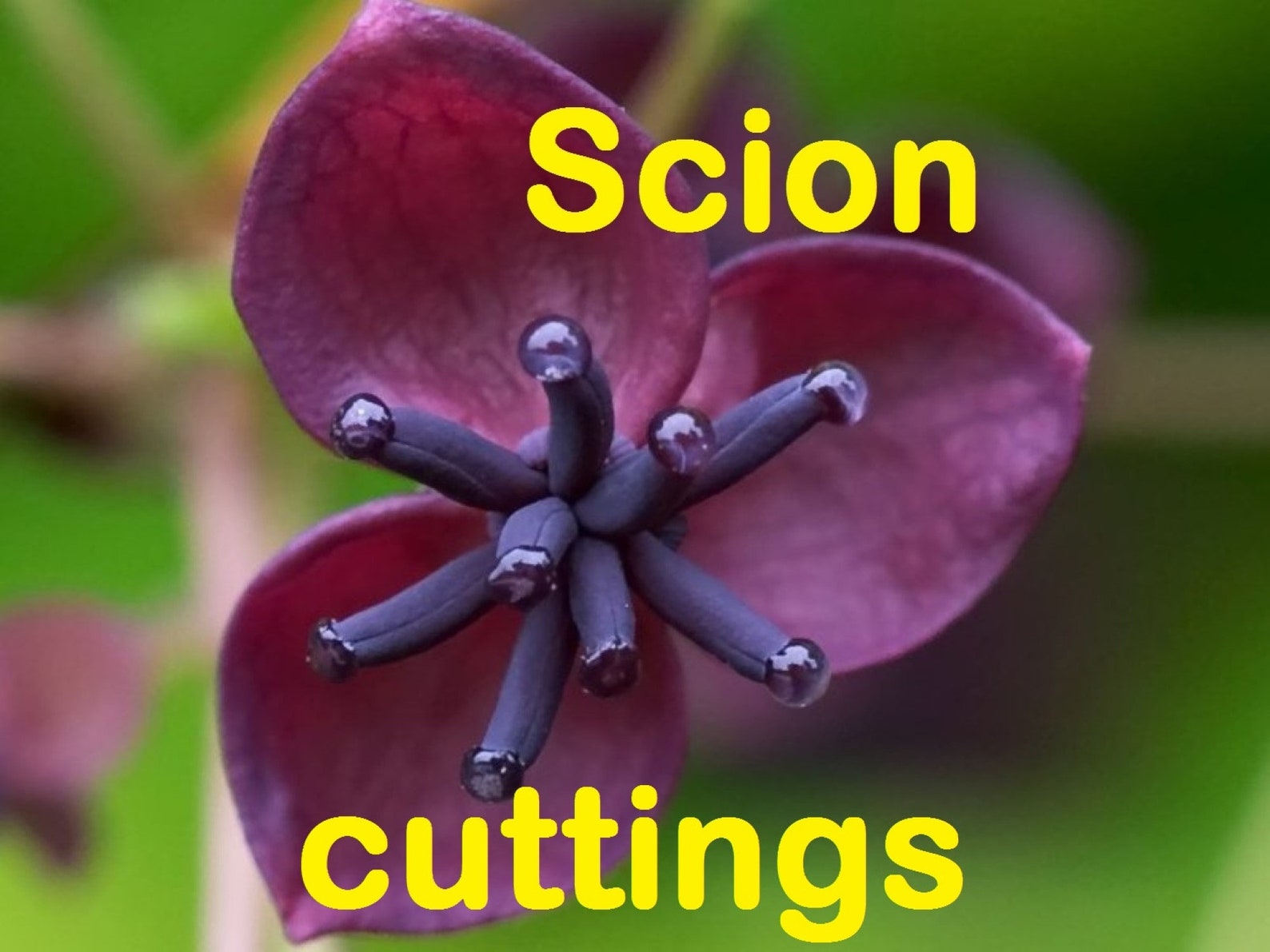 6 Scion Cuttings of Akebia Trifoliata Australis (aka Chocolate Vine) - Etsy