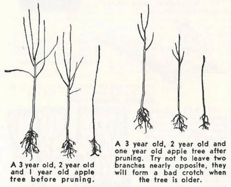 Anna Apple Tree 1 Year Old, Grafted, #1 Pot 1-2 Ft Tall Low Chill - Etsy
