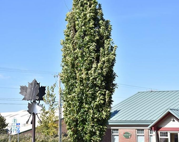 Green Pillar Pin Oak Quercus Palustris 'pringreen' Grafted Tree Plant ...