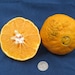 Florida Only!! Shiranui Mandarin Tree, Dekopon, Grafted, 12-24 Inches ...