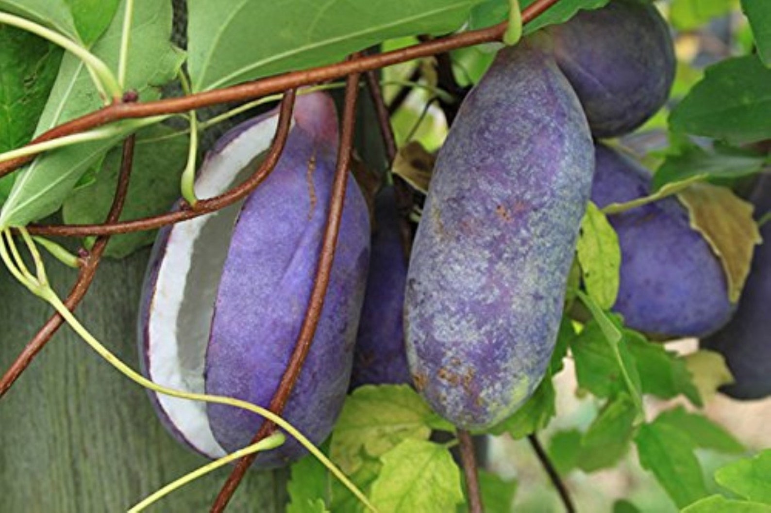 6 Scion Cuttings of Akebia Quinata (aka Chocolate Vine) - Etsy