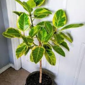 Ficus Altissima Variegata Asian Council Tree 4.5 Inch Pot Size - Etsy