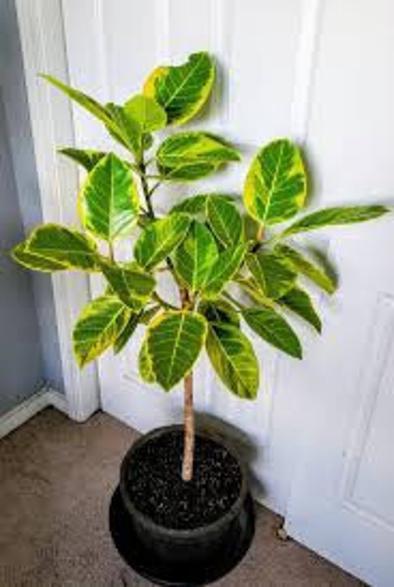 Ficus Altissima Variegata Asian Council Tree 4.5 Inch Pot Size - Etsy