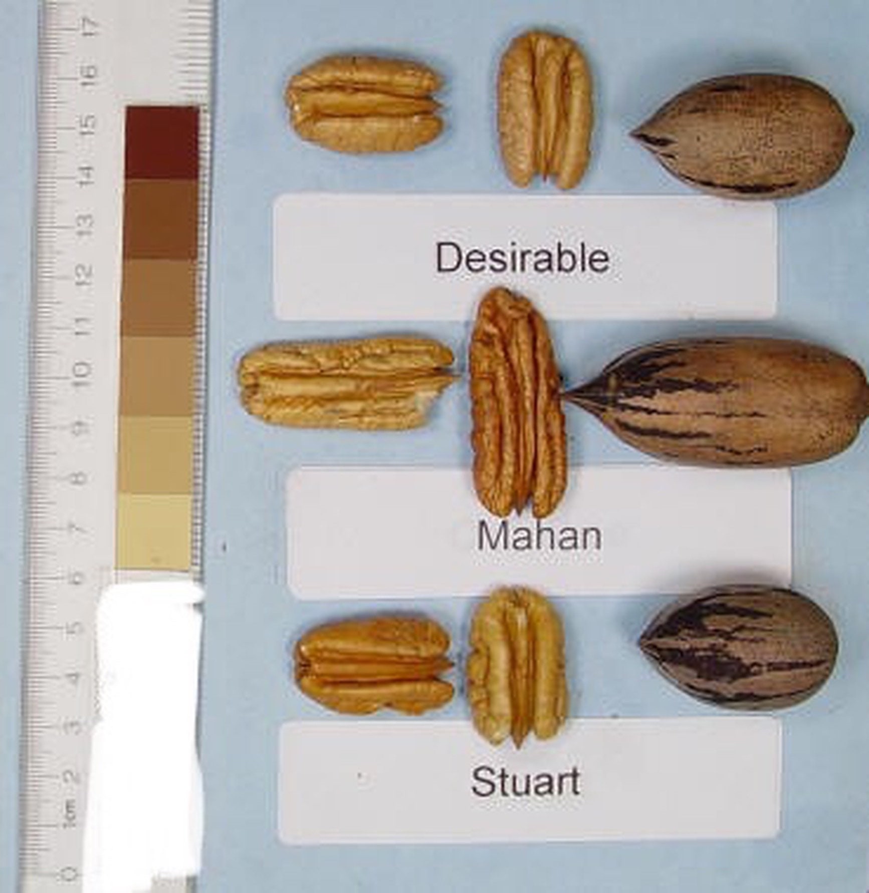 Mahan Pecan Tree 4-5 Ft, Grafted, Over Sized, Bare Root, Not for CA ...