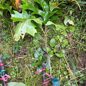 Green Pillar Pin Oak Quercus Palustris 'pringreen' Grafted Tree Plant ...