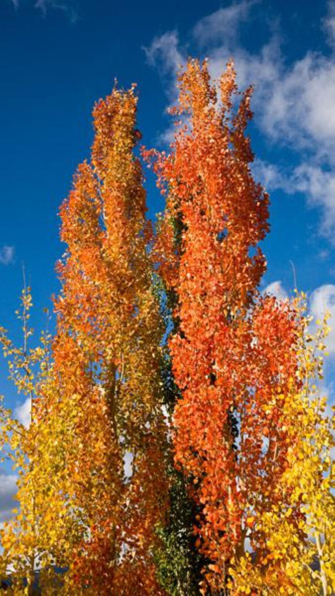 Swedish Columnar Aspen (populus Tremula ‘erecta’) 1-2 Feet Tall - Etsy