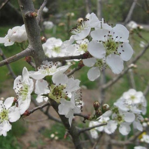 Big Red Mayhaw Tree 2-3 Ft Tall, Can Not Ship to Ca, Hi, Ak, PR. Bare ...