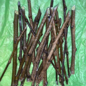 8 Cuttings of Che Seedless Fruit Tree, Dormant, No Roots, No Leaves - Etsy