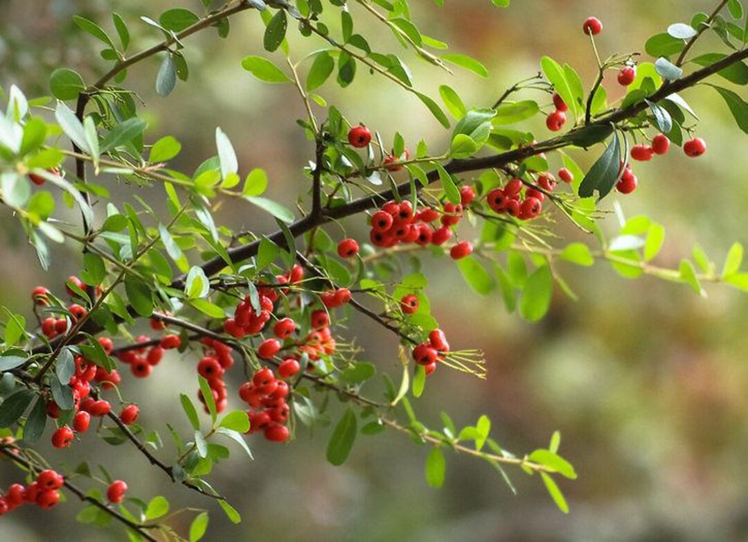 Western Mayhaw Tree 2-3 Ft Tall Tree (crataegus Aestivalis) Can Not ...