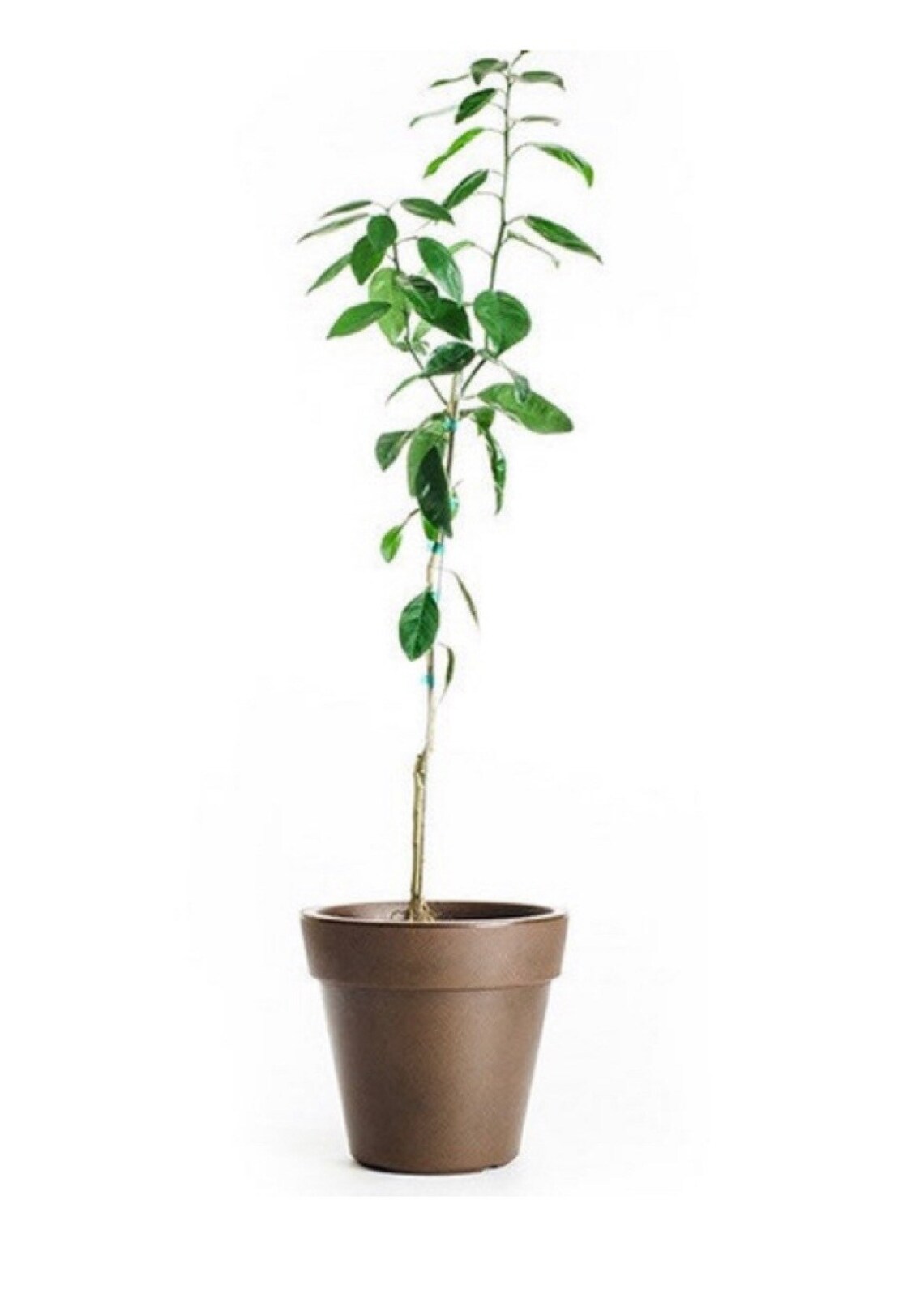 Hamlin Orange Tree 1-2 Feet Tall Grafted No Ship Az Ca - Etsy