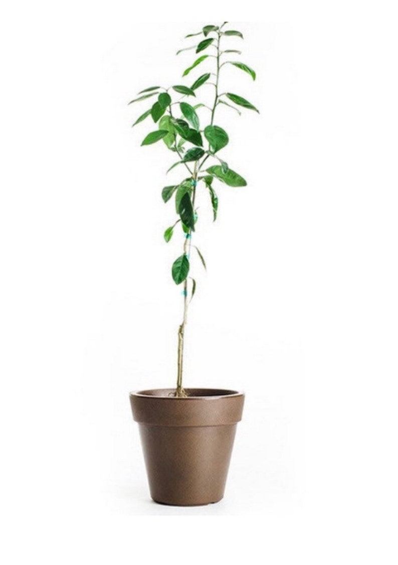 Hamlin Orange Tree, 1-2 Feet Tall, Grafted, No Ship Az, Ca, Fl, La, Tx ...