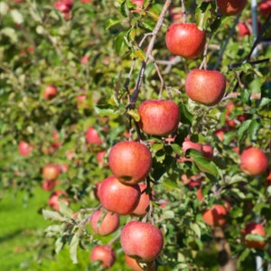 Red Fuji Apple Tree 4-5’ Grafted, Over Sized, Bare Root, Not for CA - Etsy