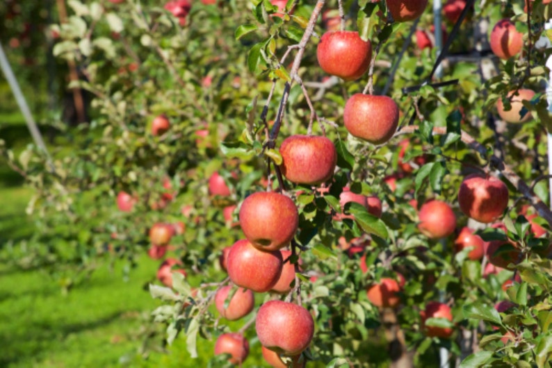 Red Fuji Apple Tree 4-5’ Grafted, Over Sized, Bare Root, Not for CA - Etsy