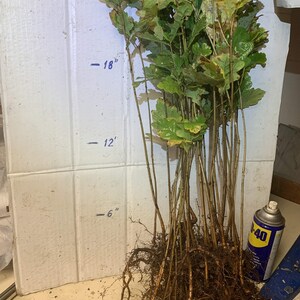 2 Year Old Quercus Robur Fastigiata , Columnar English Oak, Bare Root ...