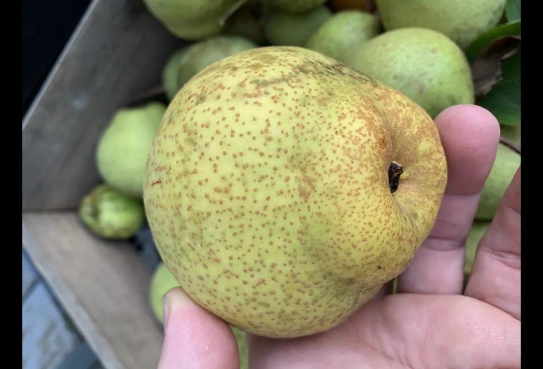 Shin Li Asian Hybrid Pear Tree, Grafted Plant 1 Year Old 6-10 Inches ...