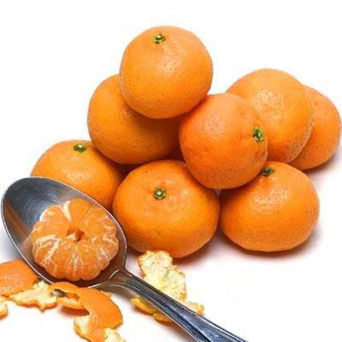 Kishu Mandarin Tree, 1-2 Feet Tall, Grafted, No Ship Az, Ca, Fl, La, Tx ...