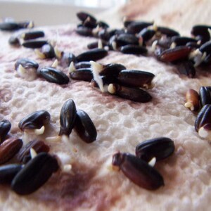 Black Rice 500 Seeds Forbidden Nutty Flavor Easy to Grow Organic Plants ...