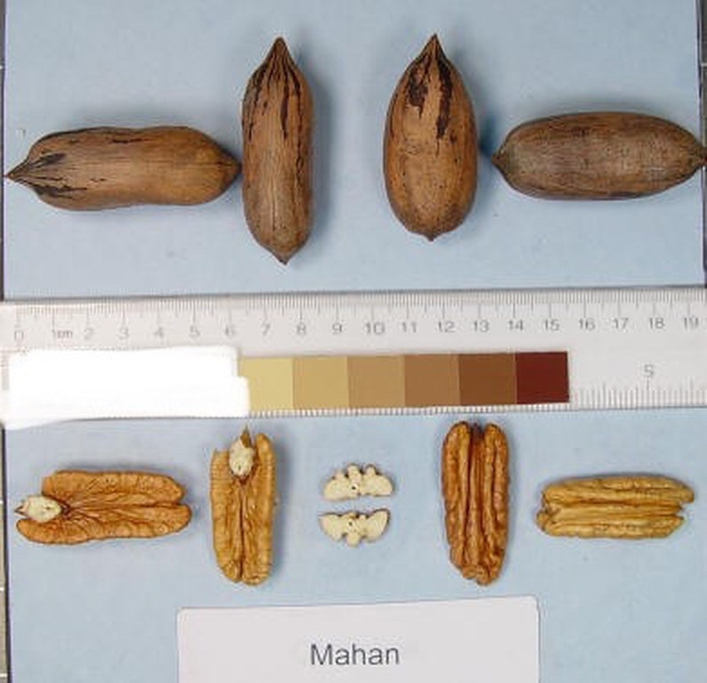 Mahan Pecan Tree 4-5 Ft, Grafted, Over Sized, Bare Root, Not for CA ...